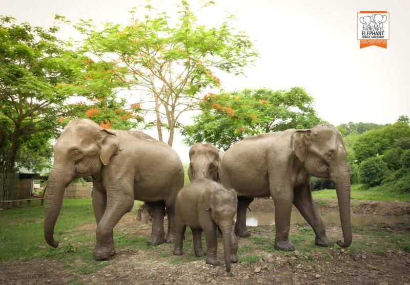 From Chiang Mai: Elephant Jungle Sanctuary Tour & Lunch - What the Reviews Say