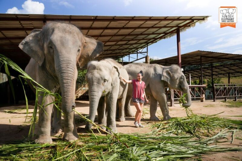 From Chiang Mai: Elephant Jungle Sanctuary Tour & Lunch - Final Thoughts: Who Should Consider This Tour?