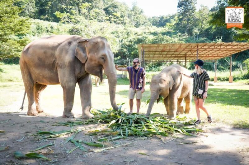 From Chiang Mai: Elephant Jungle Sanctuary Tour & Lunch - FAQ