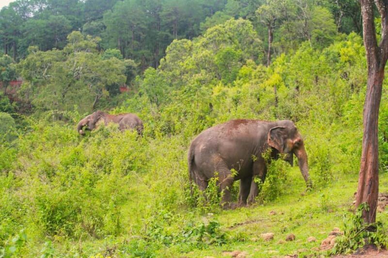 From Chiang Mai: Elephant Sanctuary & Pad Thai Workshop - Key Points
