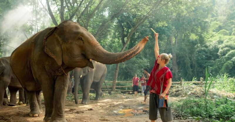From Chiang Mai: Kerchor Eco Elephant Park Tour - Exploring the Kerchor Eco Elephant Park Tour