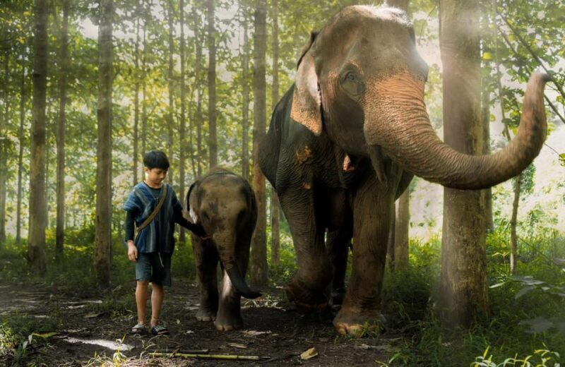 From Chiang Mai: Kerchor Eco Elephant Park Tour - Who Should Choose This Tour?