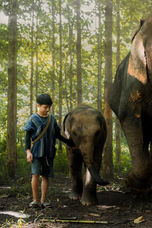 From Chiang Mai: Kerchor Eco Elephant Park Tour - Final Thoughts