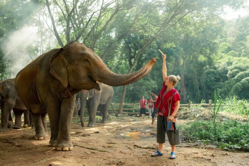 From Chiang Mai: Kerchor Eco Elephant Park Tour - FAQ