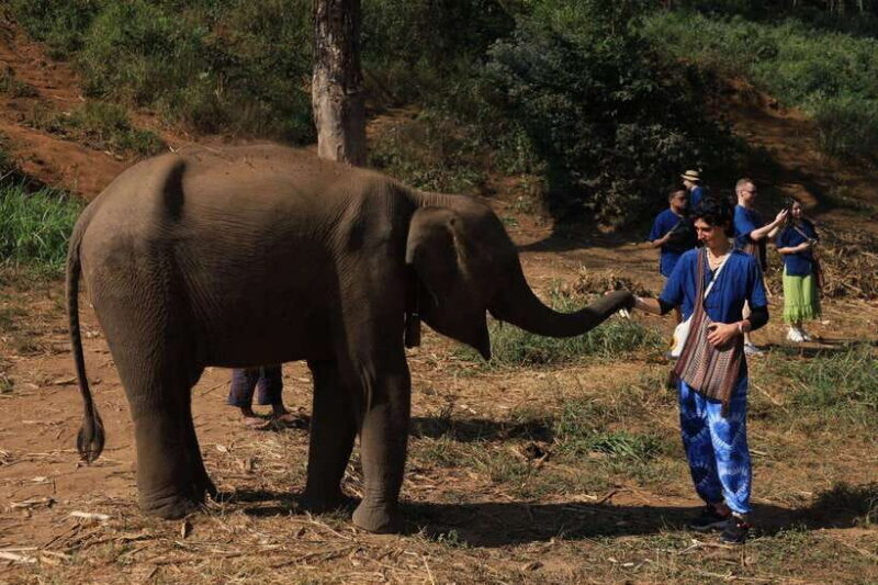 From Chiang Mai: Living Green Elephant Sanctuary Tour - Key Points