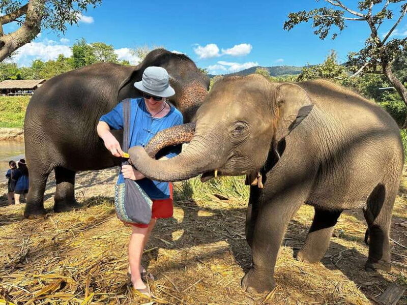 From Chiang Mai: Living Green Elephant Sanctuary Tour - An In-Depth Look at the Living Green Elephant Sanctuary Tour