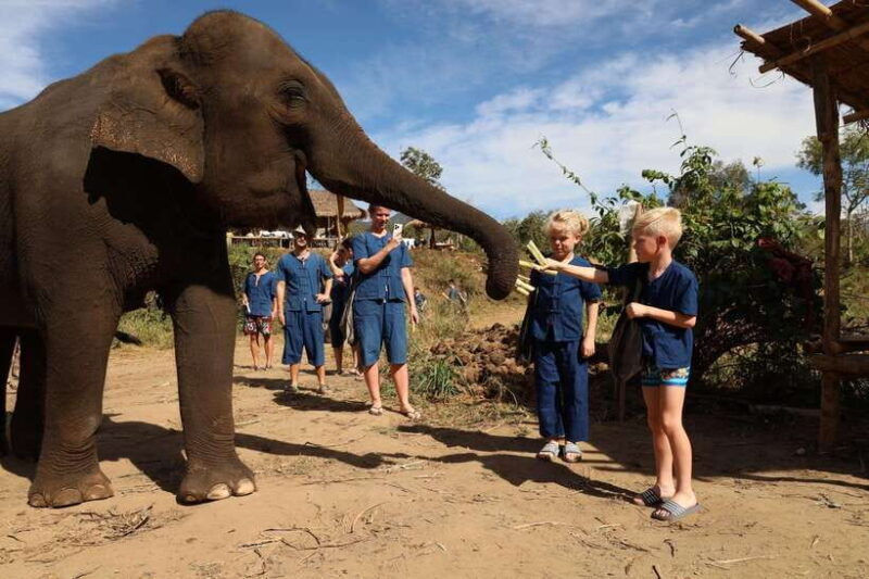 From Chiang Mai: Living Green Elephant Sanctuary Tour - Authentic Reviews Say It All