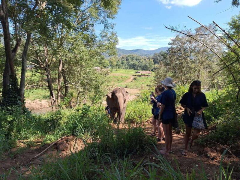 From Chiang Mai: Living Green Elephant Sanctuary Tour - The Sum Up: Who Will Appreciate This Tour?