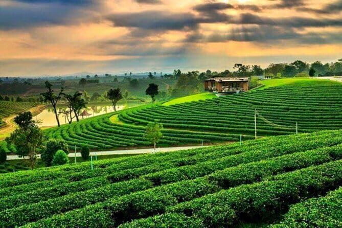 From Chiang Rai: 3 Temples, Golden Triangle Tour, Tea Plantation - Key Points