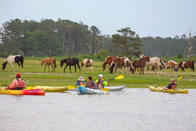 From Chincoteague: Guided Kayak Tour to Assateague Island - An In-Depth Look at the Kayak Tour Experience