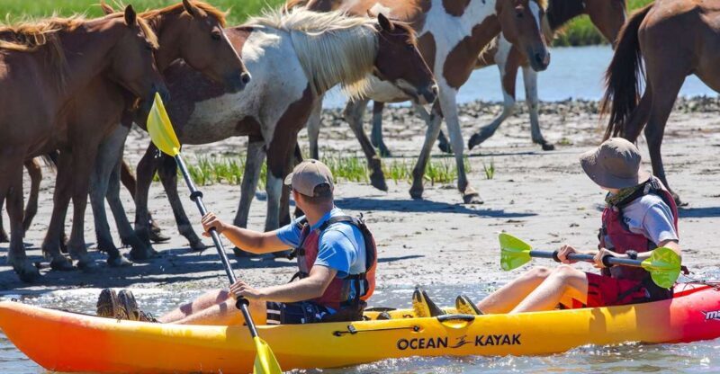 From Chincoteague: Guided Kayak Tour to Assateague Island - FAQ
