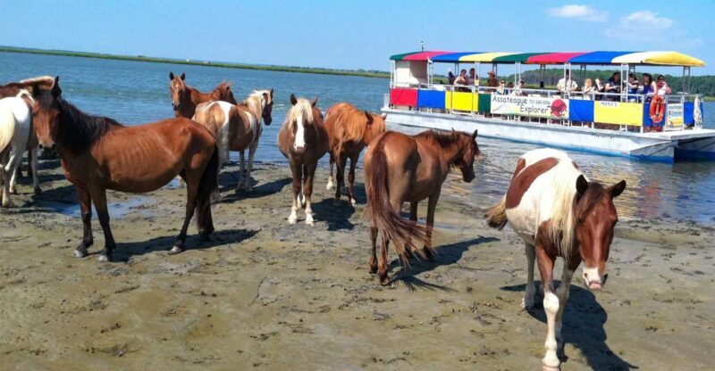 From Chincoteague Island: Assateague Island Boat Tour - An In-Depth Look at the Assateague Island Boat Tour