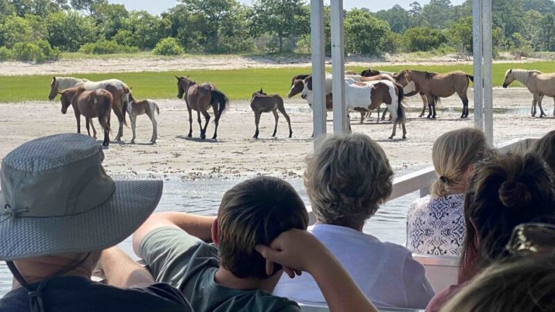 From Chincoteague Island: Assateague Island Boat Tour - The Sum Up