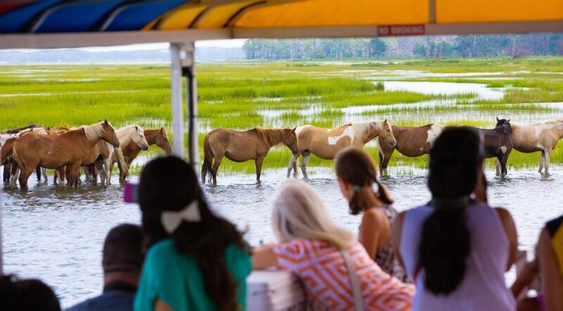 From Chincoteague Island: Assateague Island Boat Tour - FAQ