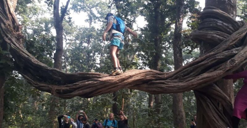 From Chitwan: Day Tour Jeep Safari+Canoeing+Jungle walk - What to Expect: A Day in the Jungle