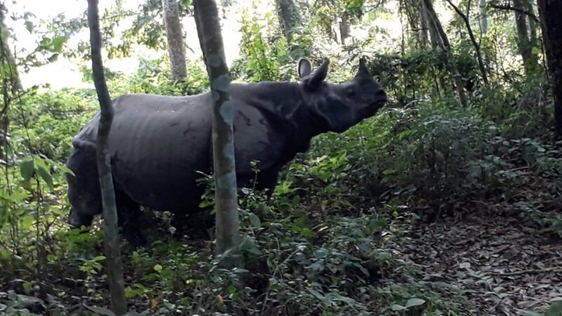 From Chitwan: Day Tour Jeep Safari+Canoeing+Jungle walk - Who Should Consider This Tour?
