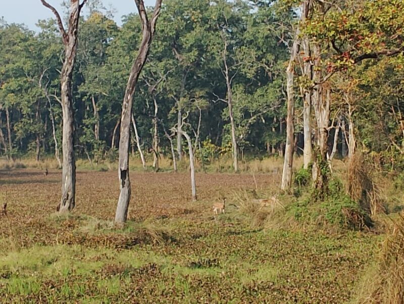 From Chitwan: Day Tour Jeep Safari+Canoeing+Jungle walk - Frequently Asked Questions