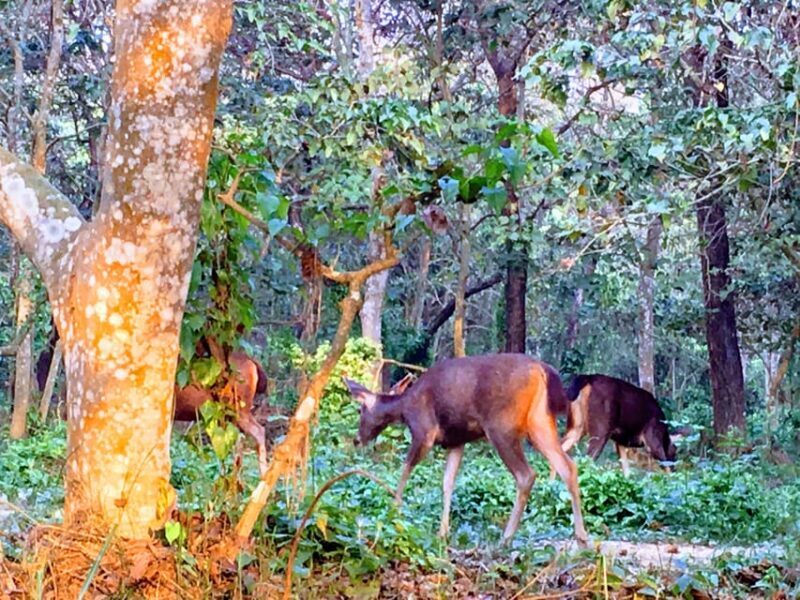 From Chitwan: Half Day Caneoing & jungle walk with Guide - Why This Tour Stands Out