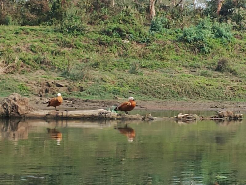 From Chitwan: Half Day Caneoing & jungle walk with Guide - Practical Tips for Travelers
