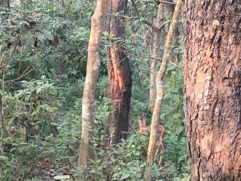 From Chitwan: Half Day Caneoing & jungle walk with Guide - Final Thought