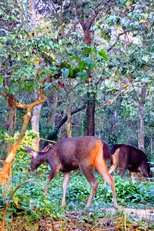 From Chitwan: Half Day Caneoing & jungle walk with Guide - FAQ