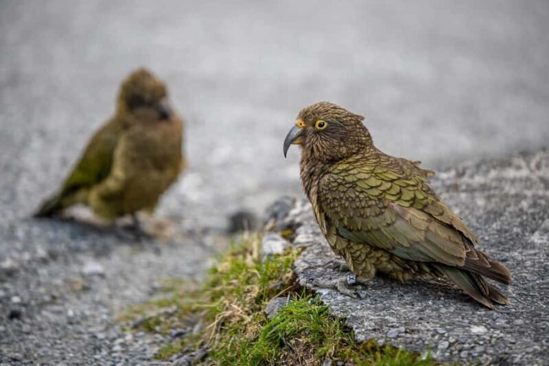 From Christchurch: Arthur's Pass with TranzAlpine & Lunch - FAQs