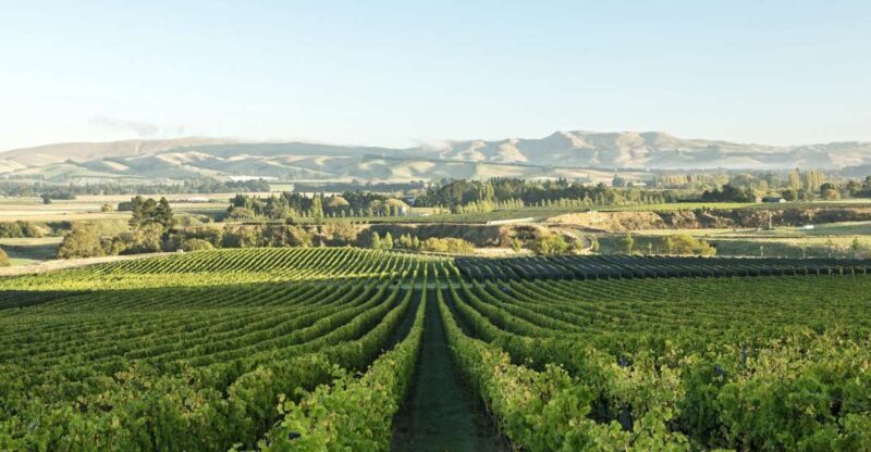 From Christchurch: Guided Local Wine Tours in Waipara - Highlights & Benefits