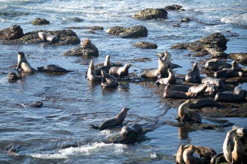 From Christchurch: Kaikura Day Tour With Dolphin Encounter - Who Is This Tour Best For?