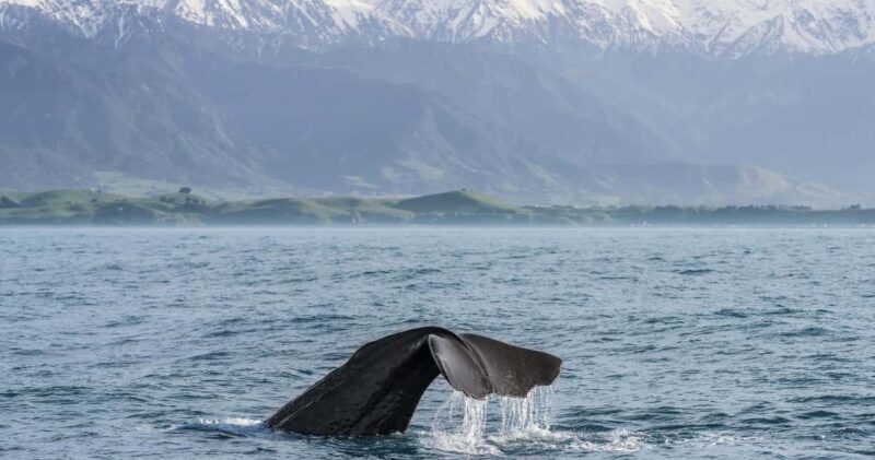 From Christchurch: Private Kaikoura Tour with Guide - A Scenic Journey to Kaikoura