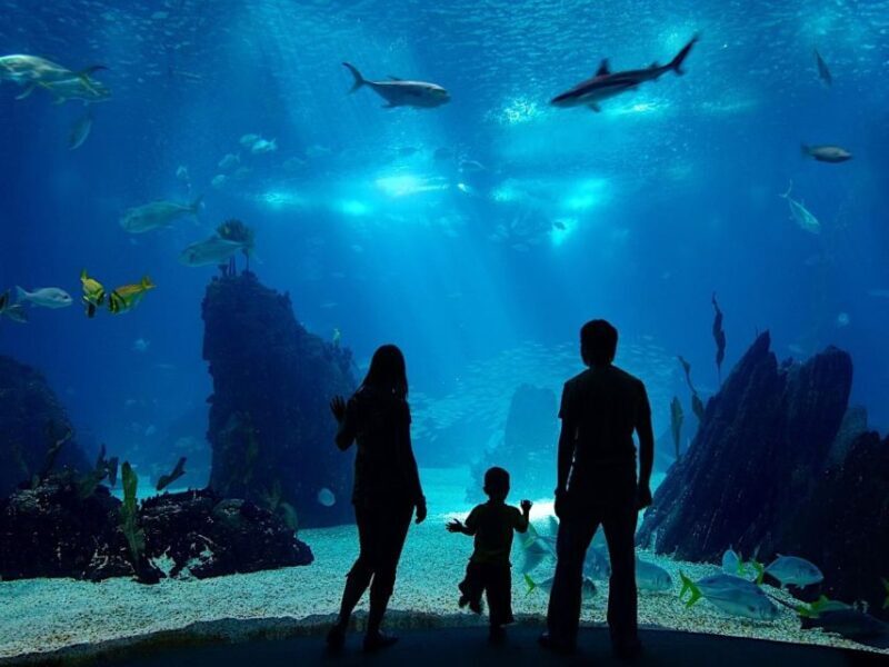 From city of Side: Antalya Aquarium Full-Day Trip - Exploring the Experience in Detail