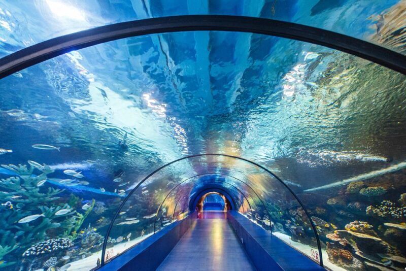 From City of Side: Antalya Aquarium Tour, Ticket & Transfer - Exploring the Antalya Aquarium Tour: A Guide to a Full-Day Adventure from Side