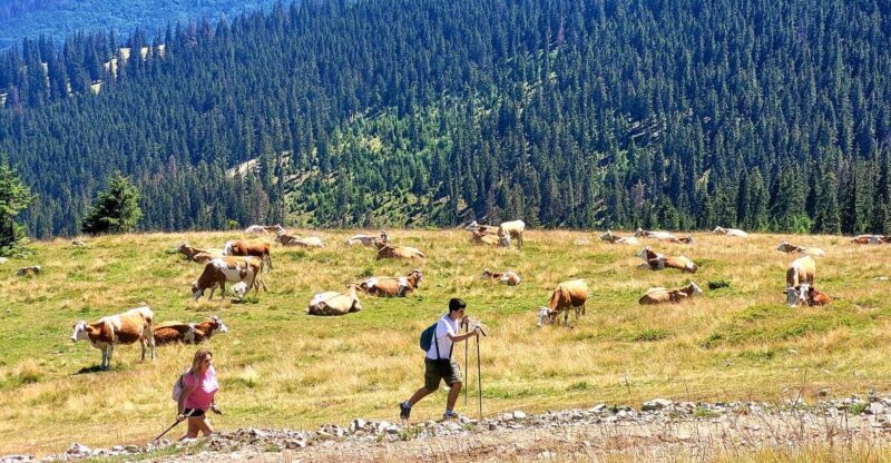 From Cluj-Napoca: Day Hike to Vldeasa Peak - Real Traveler Insights