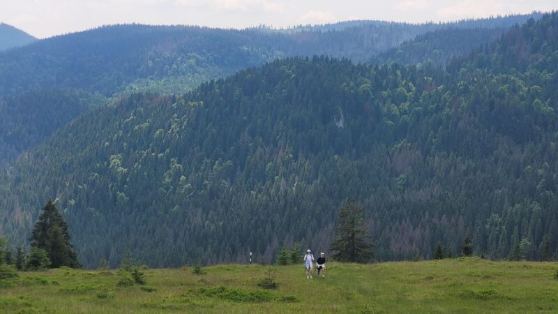 From Cluj-Napoca: Day Hike to Vldeasa Peak - Practical Tips for Travelers