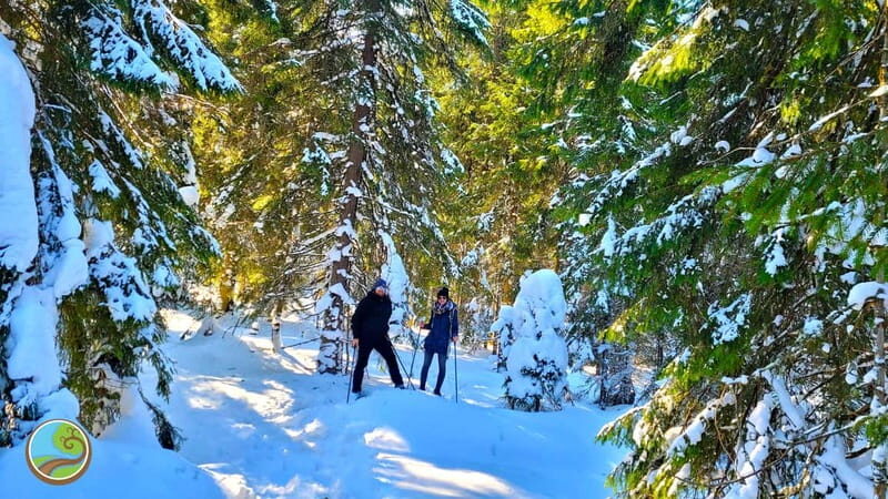 From Cluj: Winter Walking Trip on the Great Mountain - The Sum Up
