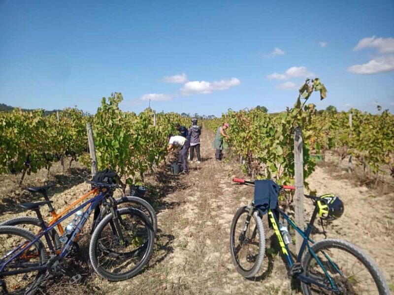 From Coimbra: Cycling in the Vineyards of Bairrada - The Experience from a Traveler’s Perspective
