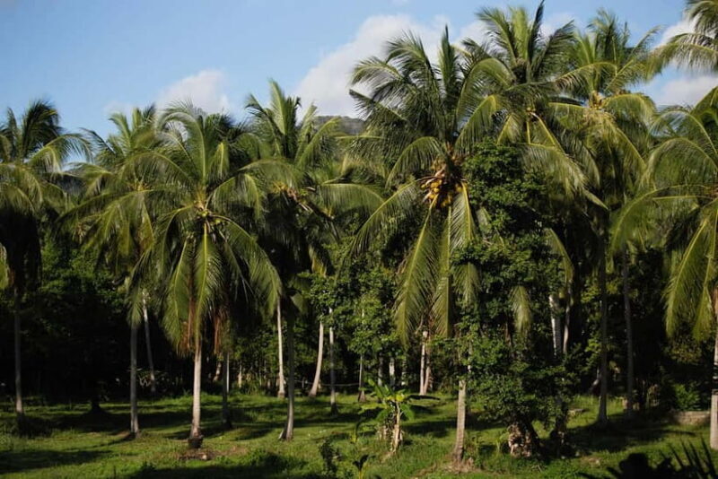 From Colombo: 10 Day Sri Lanka Tour with Guide and Hotel - What’s Included and What’s Not