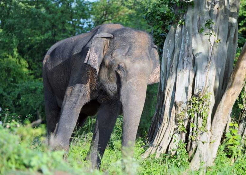 From Colombo: 3-Day Hill Country Escape with Train Ride - In The Sum Up