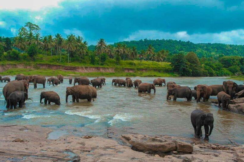 From Colombo: 4-Day Sri Lanka Tour with Elephant Orphanage - The Itinerary in Detail