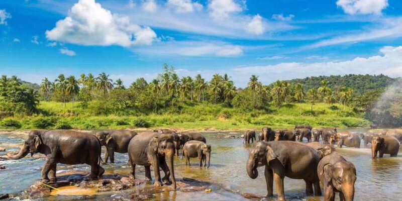 From Colombo : Day Trip to Kandy/ Pinnwala/ Royal Gardens - FAQ