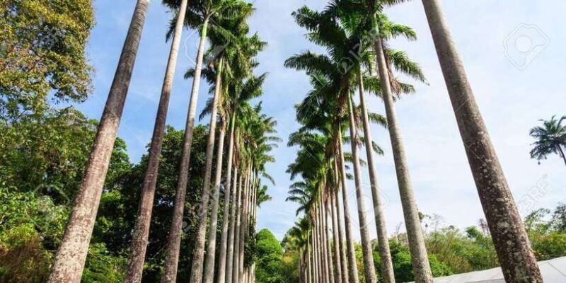 From Colombo - Day Trip to Kandy/ Pinnwala/ Royal Gardens - A Deep Dive into the Day Trip