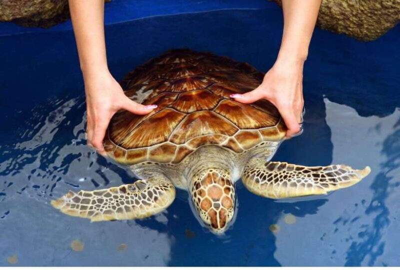From Colombo: Exclusive Madu River Safari & Turtle Hatchery - From Colombo: Exclusive Madu River Safari & Turtle Hatchery – An In-Depth Review
