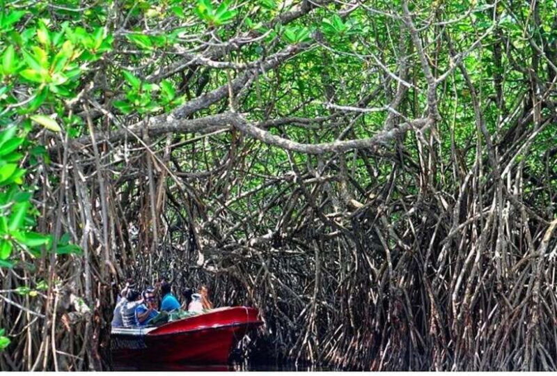 From Colombo: Exclusive Madu River Safari & Turtle Hatchery - FAQ