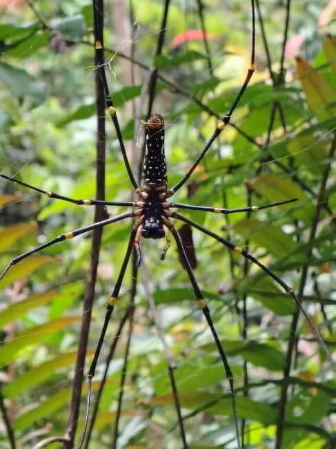 From Colombo/Kalutara: Full-Day Sinharaja Guided Eco Trek - An In-Depth Look at the Tour