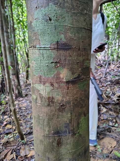 From Colombo/Kalutara: Full-Day Sinharaja Guided Eco Trek - Final Reflections: Who is This Tour For?