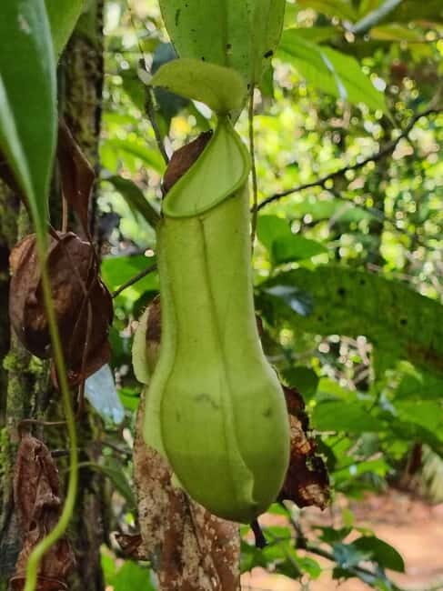 From Colombo/Kalutara: Full-Day Sinharaja Guided Eco Trek - FAQs