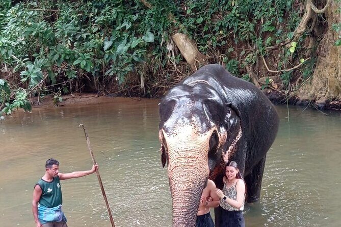 From Colombo: Kandy and Pinnawala Full-Day Trip - Royal Botanical Gardens