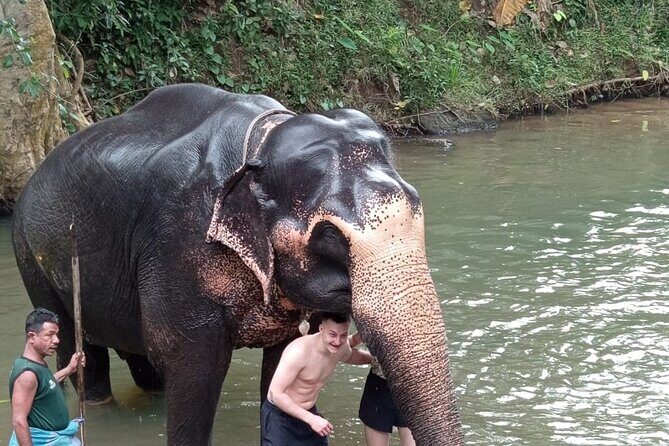 From Colombo: Kandy and Pinnawala Full-Day Trip - Kandy Cultural Dance Show
