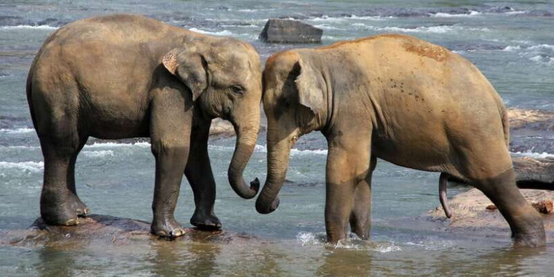 From Colombo: Kandy and Pinnawala Full-Day Trip - Final Word