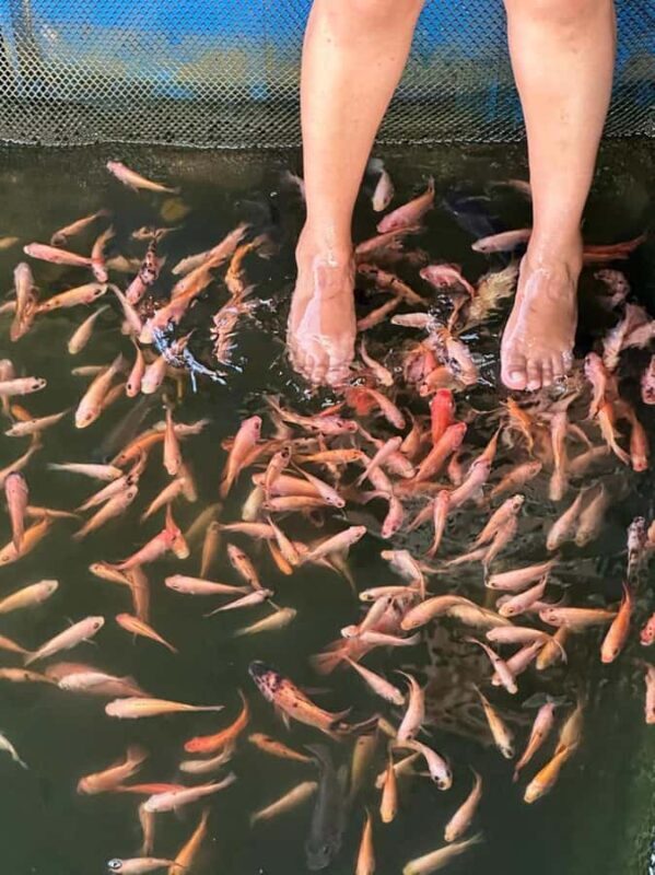 From Colombo/Negombo: Galle, Madu River, and Turtle Hatchery - Who Should Consider This Tour?