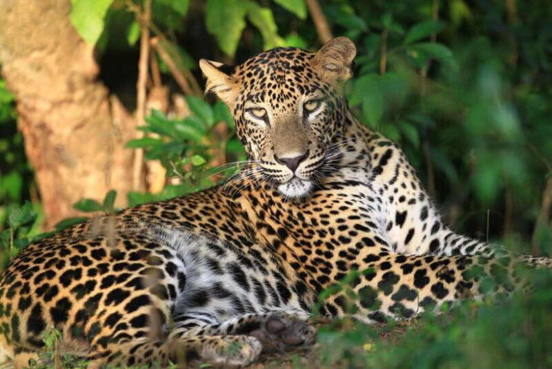 From Colombo/Negombo: Wilpattu National Park 4x4 Safari Tour - Key Points